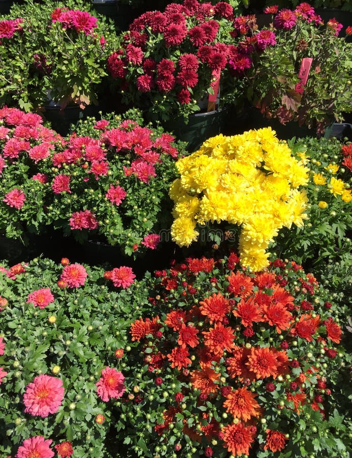 Fall marigolds stock photo. Image of display, colorful - 126725046