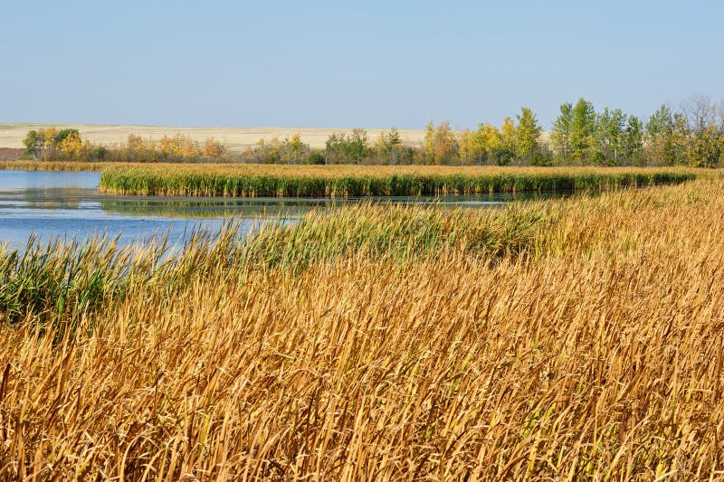 Fall marsh stock photo. Image of colour, swamp, pond - 31135578