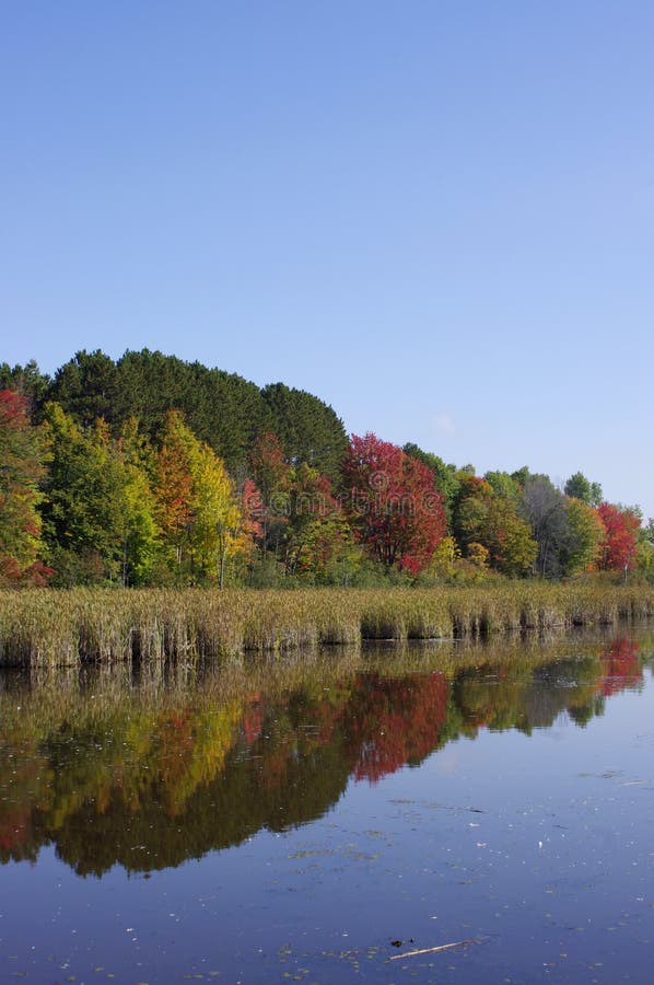 Fall Marsh stock photo. Image of forest, nature, woods - 89202576