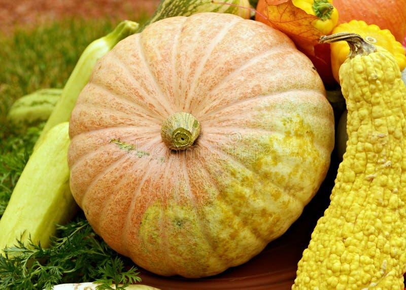 Harvesting in the fall. stock photo. Image of autumn - 119348382