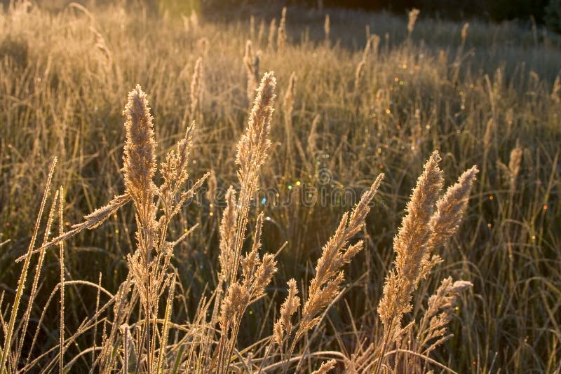 Fall meadow stock photo. Image of meadow, hoar, spikelet - 3035244