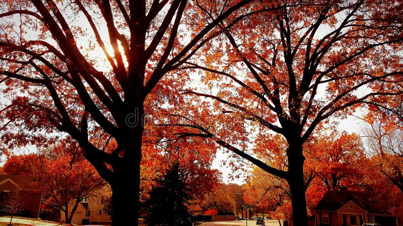 Fall stock image. Image of kcmo, nature, fall - 84999469