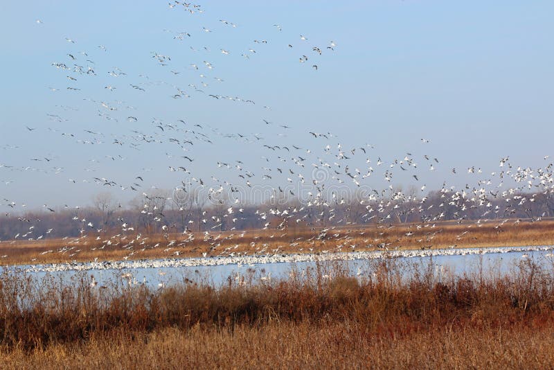 Fall Migration of Snow Geese Stock Photo - Image of goose, peaceful ...