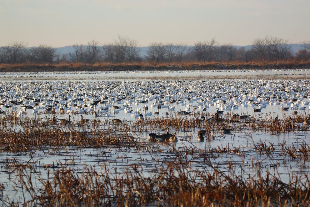 Fall Migration of Snow Geese Stock Photo - Image of fall, scenery ...