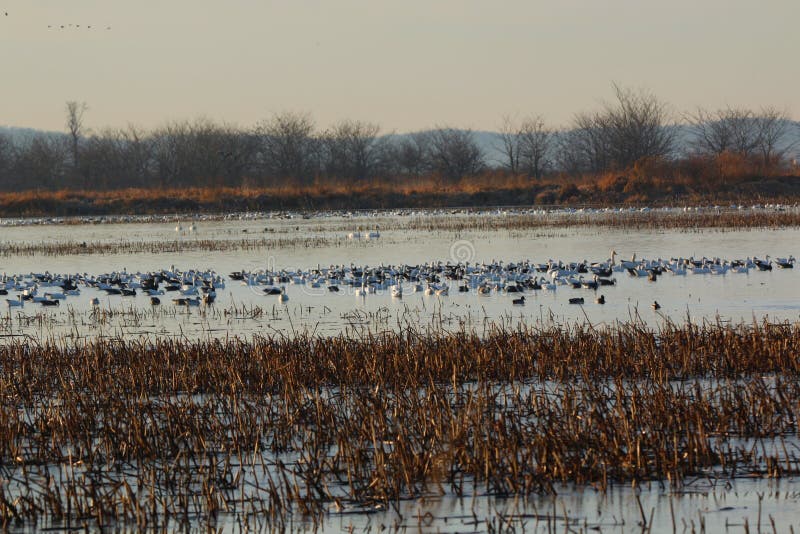 Fall Migration of Snow Geese Stock Photo - Image of environment ...