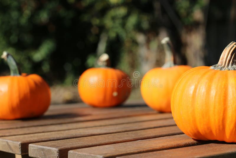 Fall Mini Pumpkins on Table Stock Photo - Image of orange, picnic: 60733720