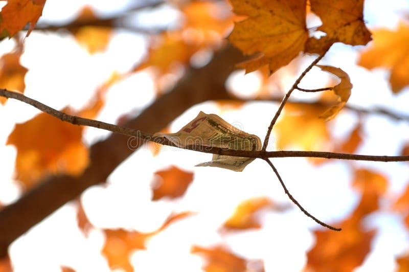 Fall Money Clinging from a Tree Branch with Orange Maple Leaves Stock ...