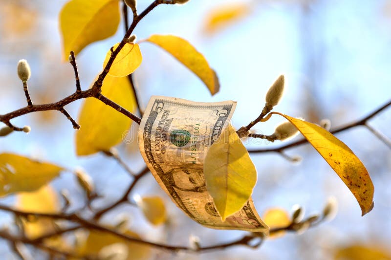 Fall Money Falling from a Tree Branch Stock Image - Image of cool ...