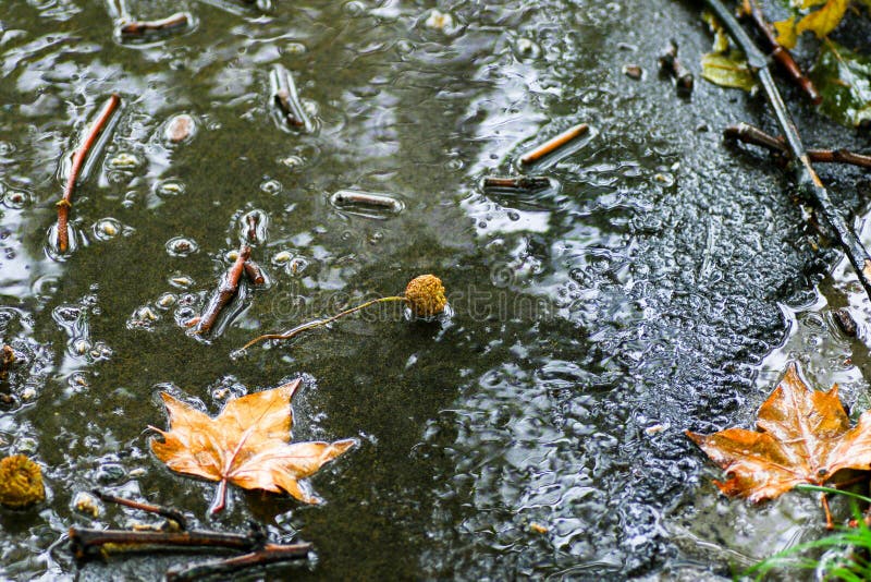 Fall mood stock photo. Image of autumn, forest, pattern - 100504820