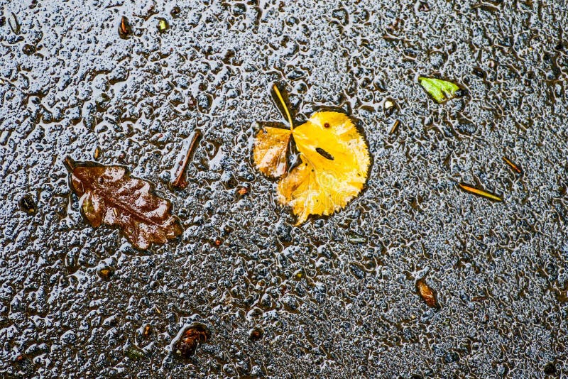 Fall mood stock photo. Image of cold, pattern, leaf - 100505390