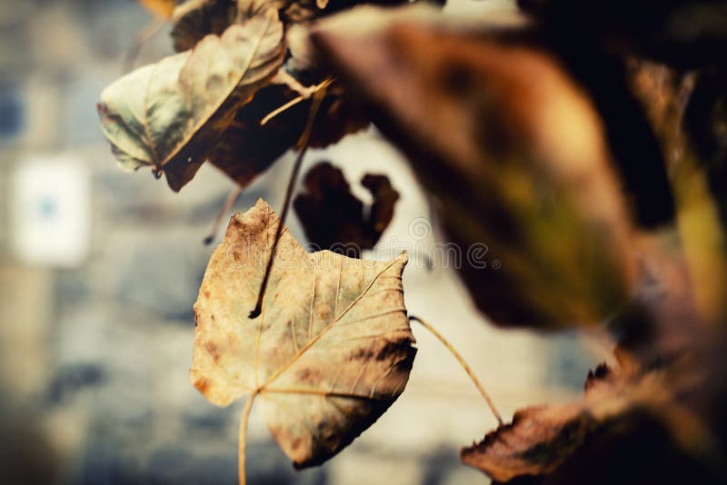 Fall Mood, Fall Foliage, Fall Colors Stock Photo - Image of nature ...