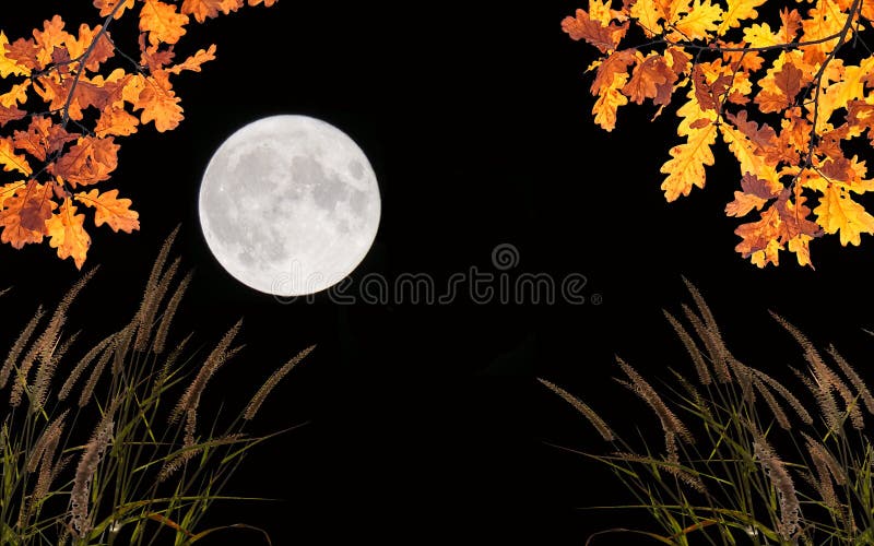 Fall Moon Framed by Fall Leaves & Grasses Stock Photo - Image of framed ...