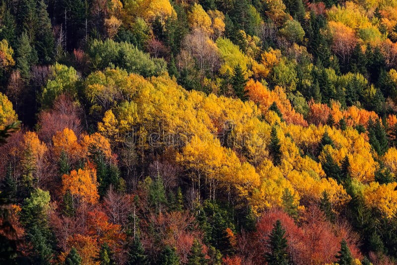 Mountain Forest in Autumn Color Trees Texture Background Stock Photo ...