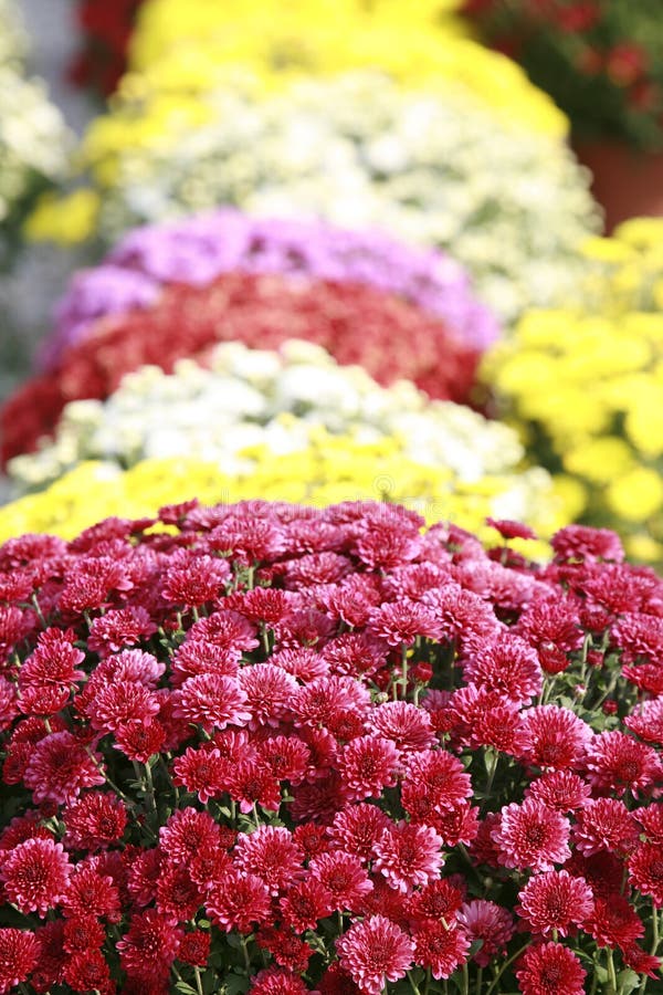 Fall Mums stock image. Image of plant, color, fall, buds - 4180269