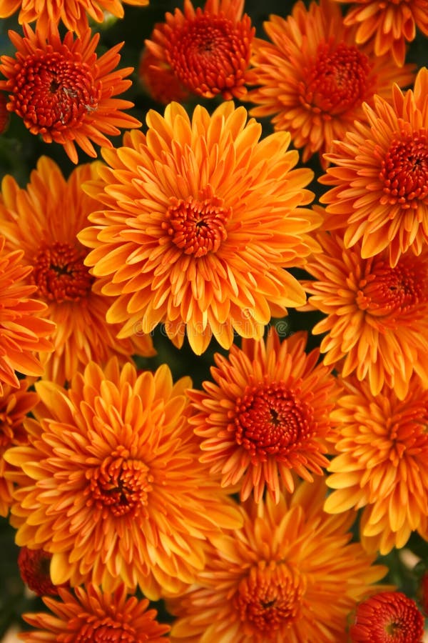 Fall Mums stock image. Image of head, color, blossom, flower - 6460647
