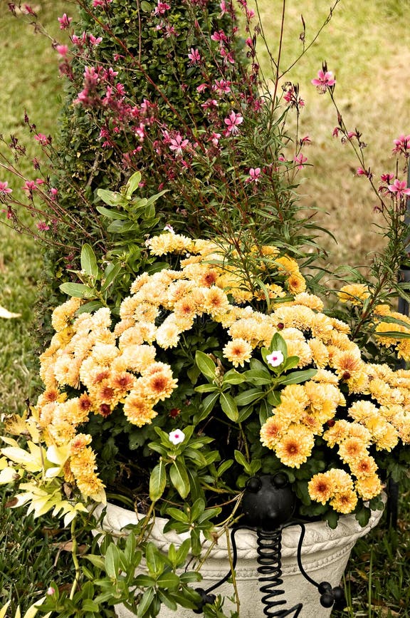 Fall Mums stock photo. Image of decorative, garden, autumn - 8057958