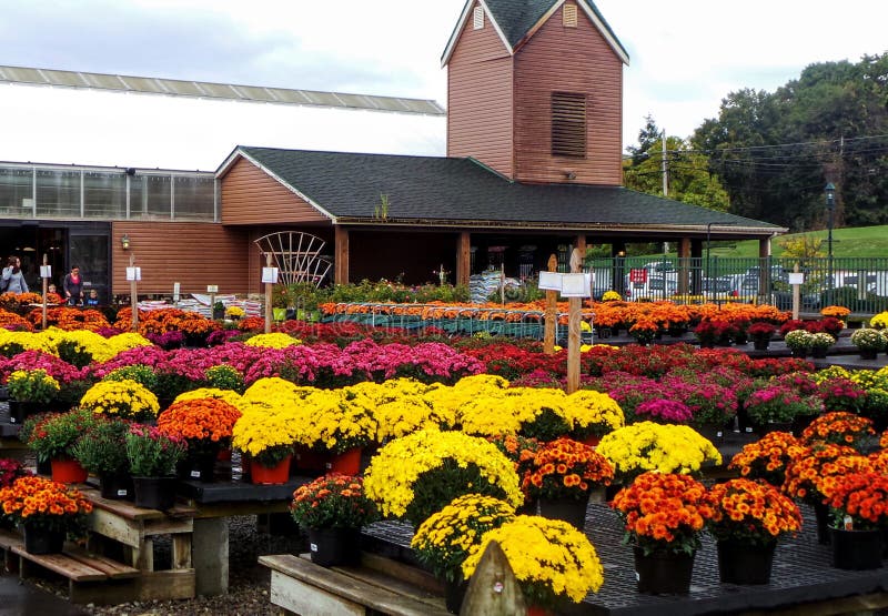 Fall Mums editorial image. Image of pumpkin, fall, patch - 75432320