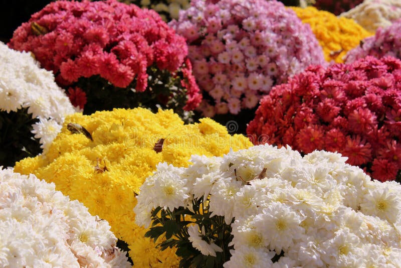 Fall Mums stock image. Image of head, color, blossom, flower - 6460647