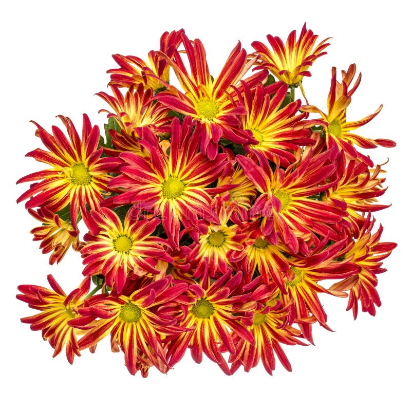 Fall Mums Isolated on White Stock Image - Image of bloom, blossom ...
