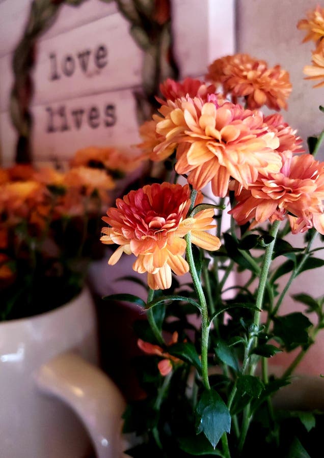 Fall mums love lives stock image. Image of fall, petal - 191807103
