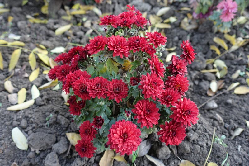 Maroon Mums Aster Flowers Close Ups Crysanthemums Stock Image - Image ...