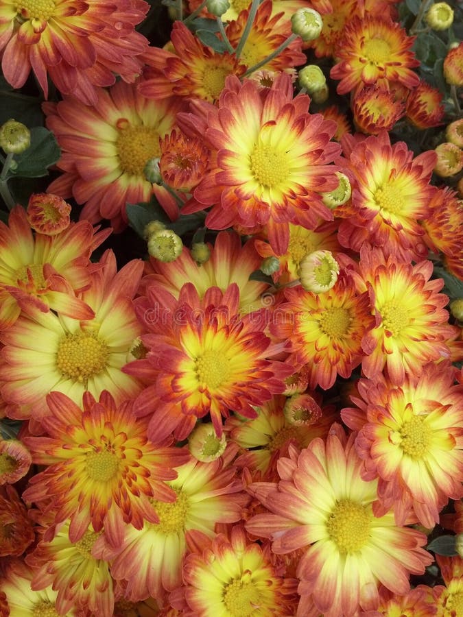 Yellow fall mums stock image. Image of nature, decorations - 44614023