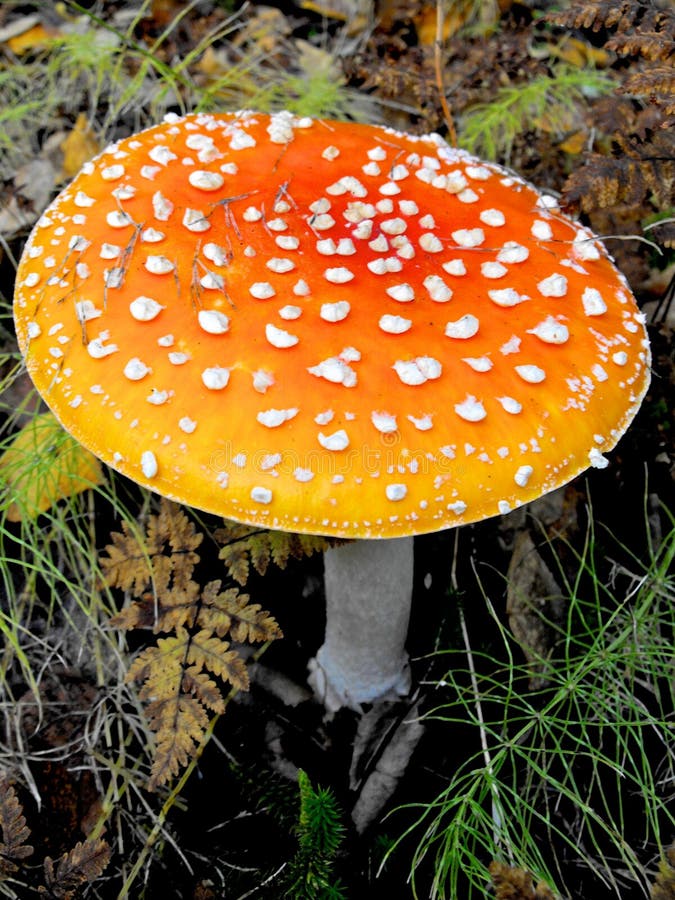 Fall mushroom stock photo. Image of agaricomycetes, fungus - 34851276