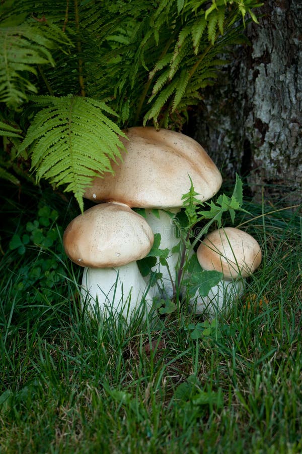 Fall Mushrooms in the Forest. Stock Photo - Image of white, autumn ...