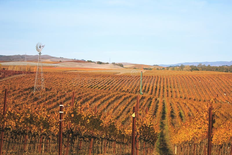Fall Napa stock image. Image of alcohol, summer, fruit - 188251875