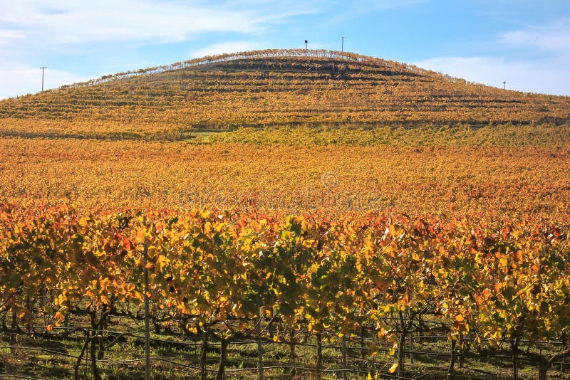 Fall Napa stock image. Image of tasting, season, dirt - 188251887