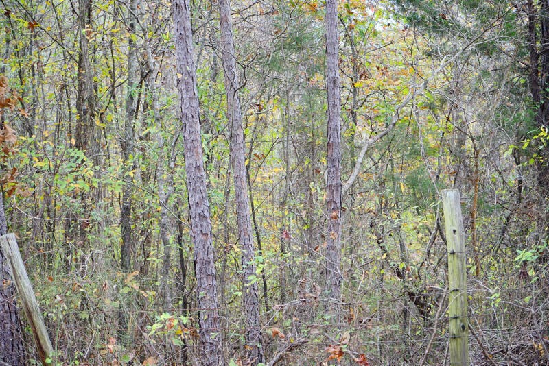 Mississippi National Forest Fall Stock Photo - Image of green, clouds ...