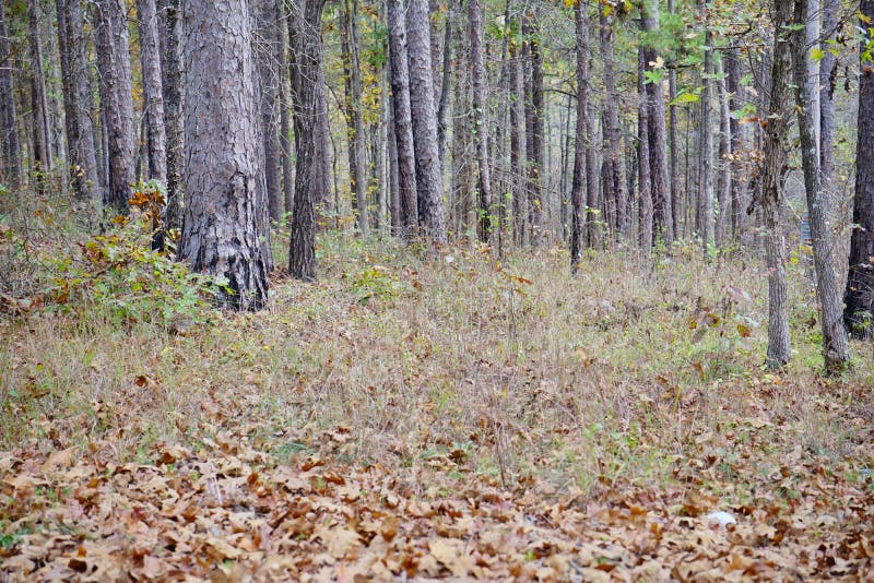 Mississippi National Forest Fall Stock Image - Image of green, leaves ...