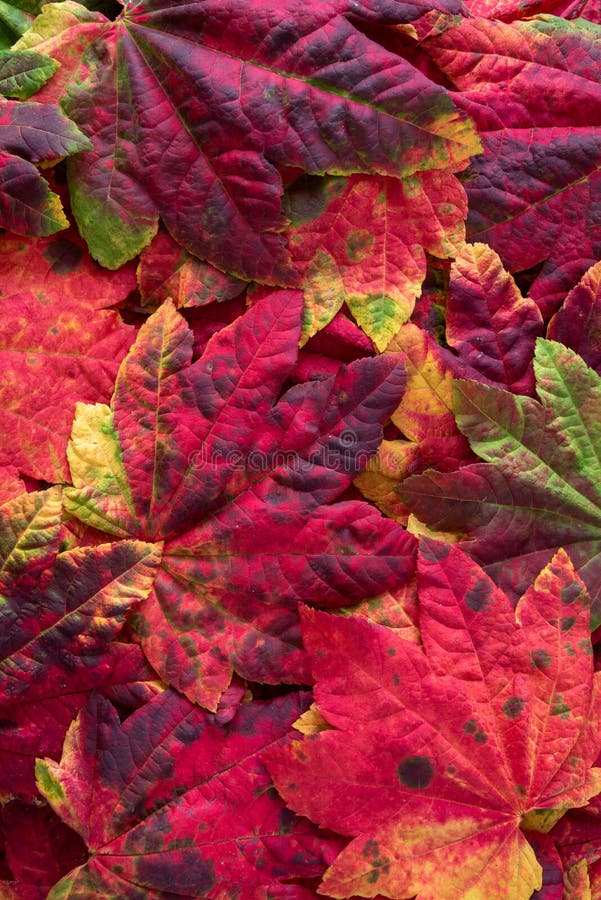 Fall Nature Background of Patterned Fall Maple Leaves, Red, Green, Red ...
