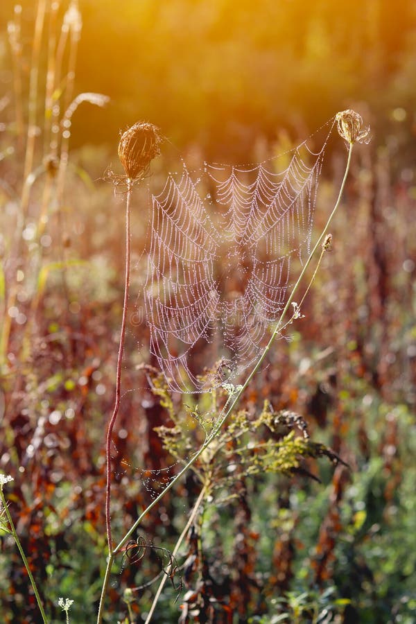 Spider Web. Fall Nature Background. Fall View in the Forest Stock Image ...
