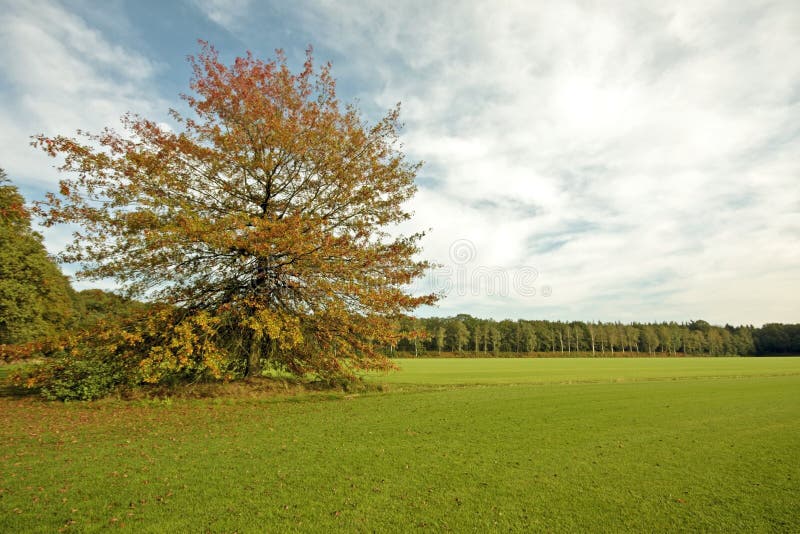 Fall in the Netherlands stock photo. Image of outdoor - 16352468