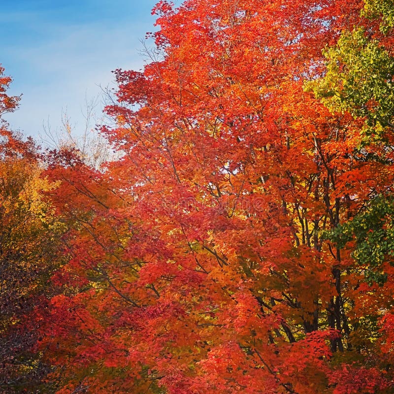 Fall in New Hampshire stock image. Image of fall, color - 233349551