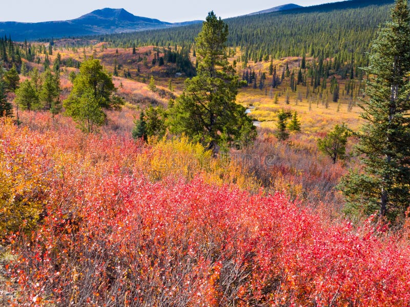 Fall in Northern Wilderness, Yukon T, Canada Stock Image - Image of ...