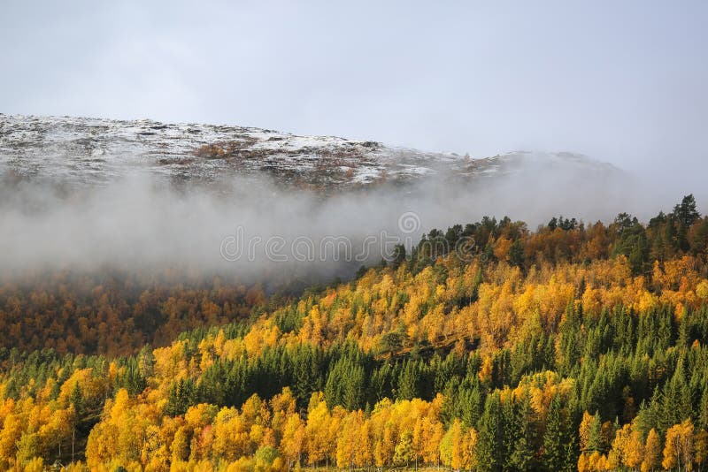 Fall in Norway stock photo. Image of nature, yellow - 197474638