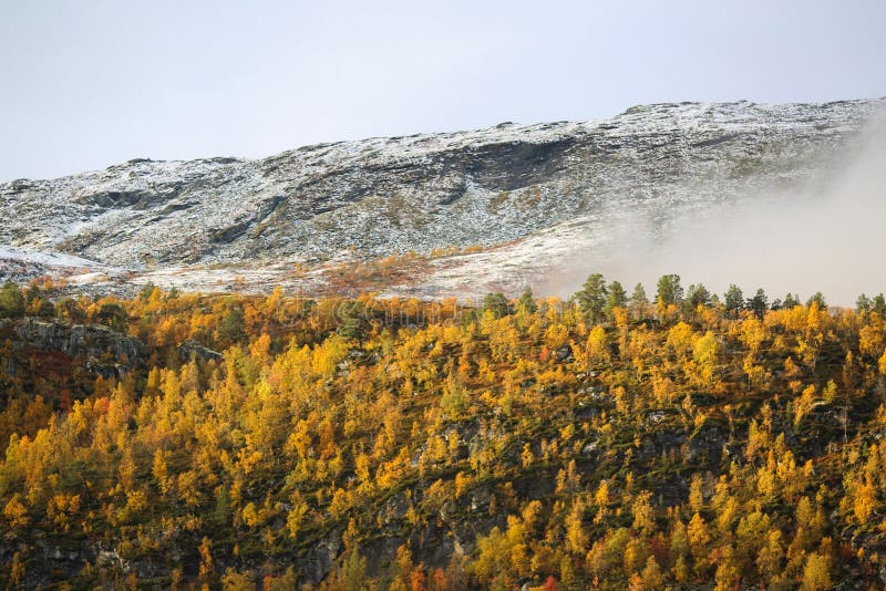 Fall in Norway stock image. Image of leaves, snow, autumn - 197474647