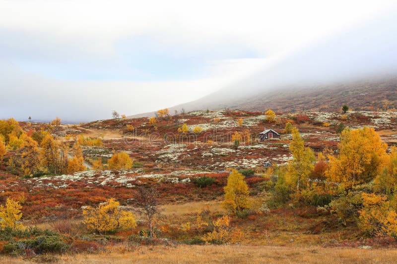 Fall in Norway stock photo. Image of yellow, nature - 197474708