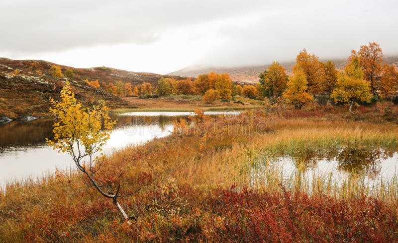 Fall in Norway stock photo. Image of snow, water, mire - 217913868