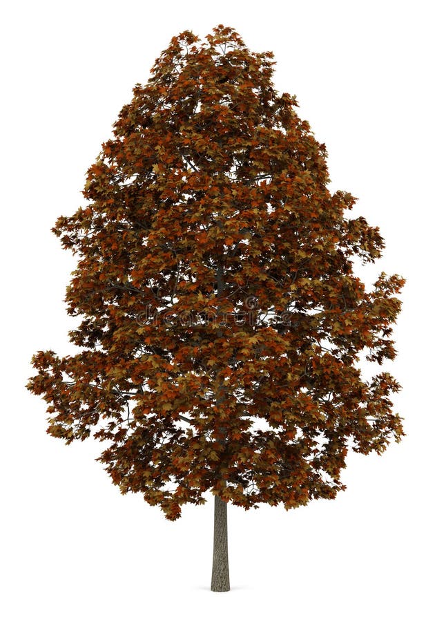 Winter Fall Norway Maple Tree Isolated on White Stock Illustration ...