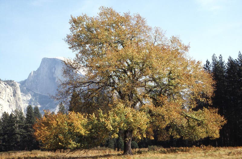 Fall oak stock image. Image of grass, wild, clouds, scenic - 442299