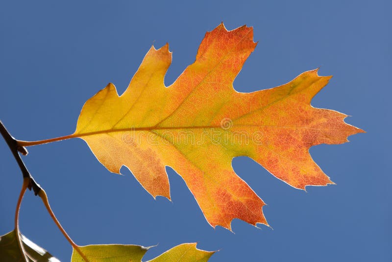Fall Oak Leaf stock photo. Image of outdoors, object, seasonal - 4057448