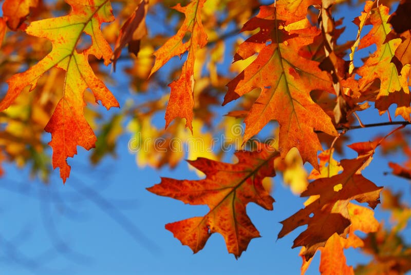 Fall Oak Leaves Royalty Free Stock Images - Image: 3478029