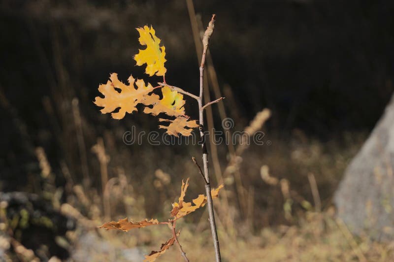 Fall Oak Leaves on a Stem stock image. Image of turning - 164070507