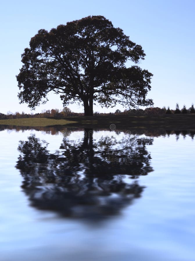 Oak Tree Reflection stock image. Image of oaks, grass - 6363227