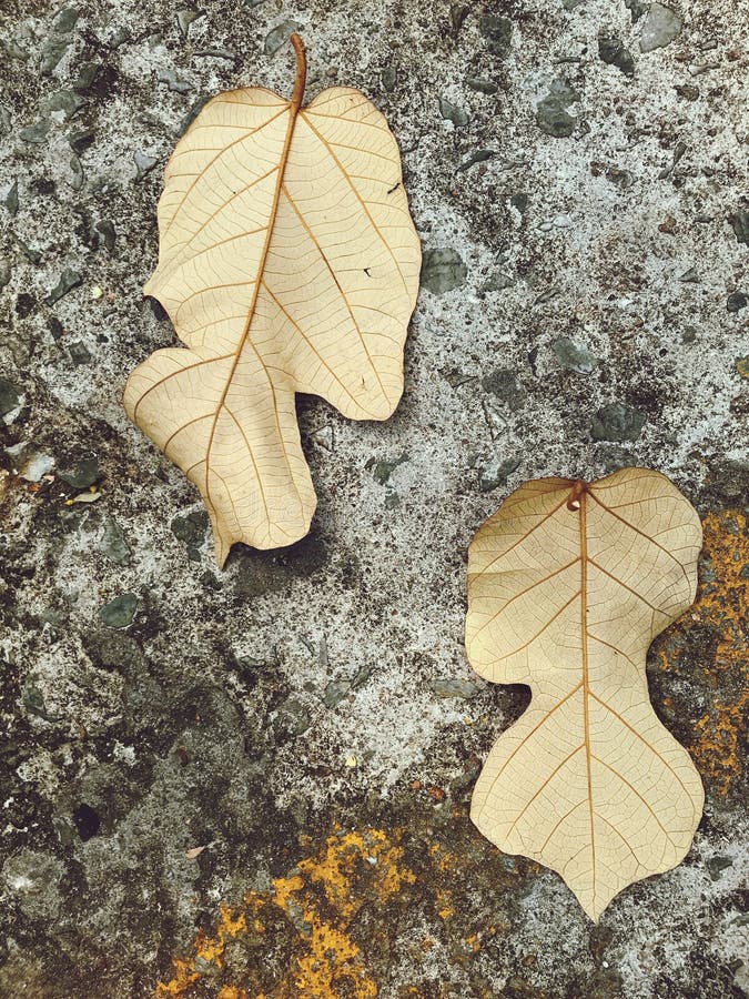 Fall Off the Tree with Copy Space, Texture Pattern Background Concept ...