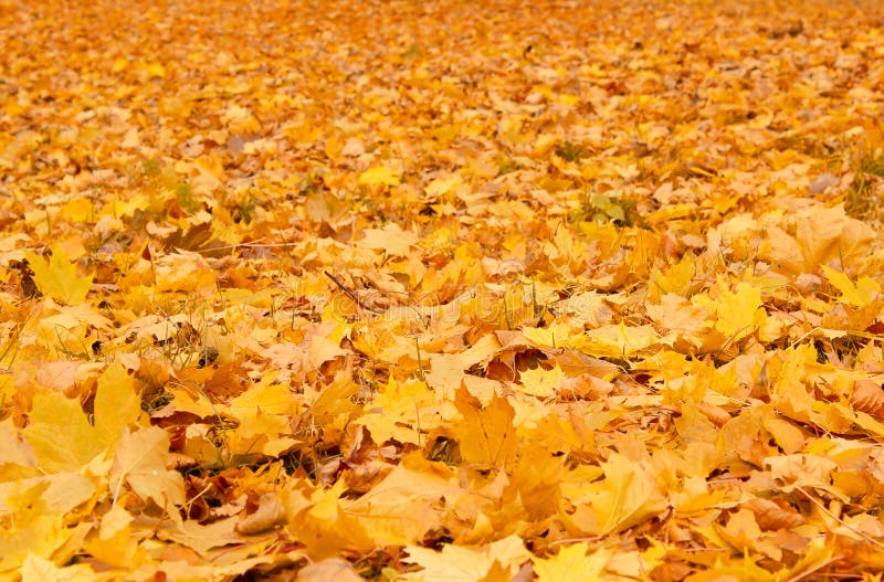 Fall Orange Autumn Leaves on Ground Stock Photo - Image of texture ...