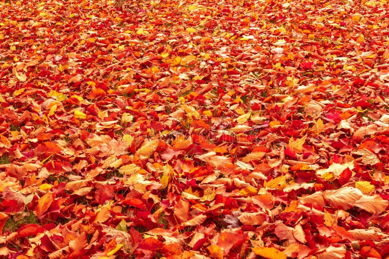 Fall Orange and Red Autumn Leaves on Ground Stock Image - Image of ...